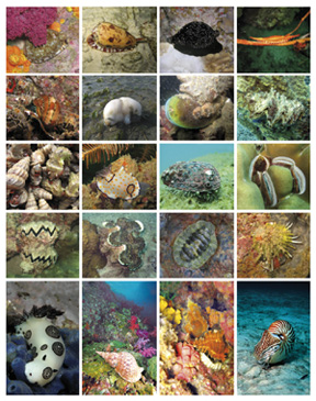 หอยในประเทศไทย