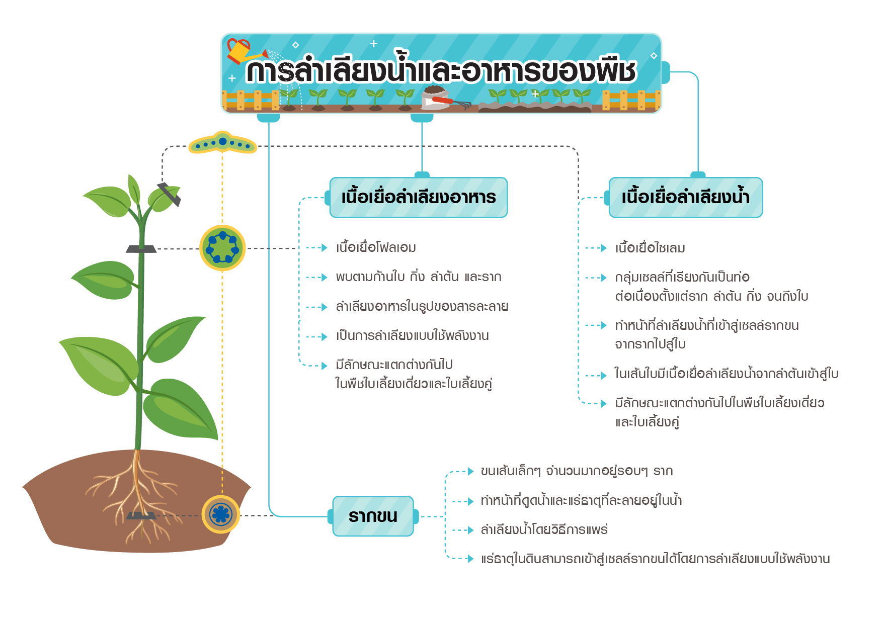 การลำเลียงน้ำและอาหารของพืช | TruePlookpanya