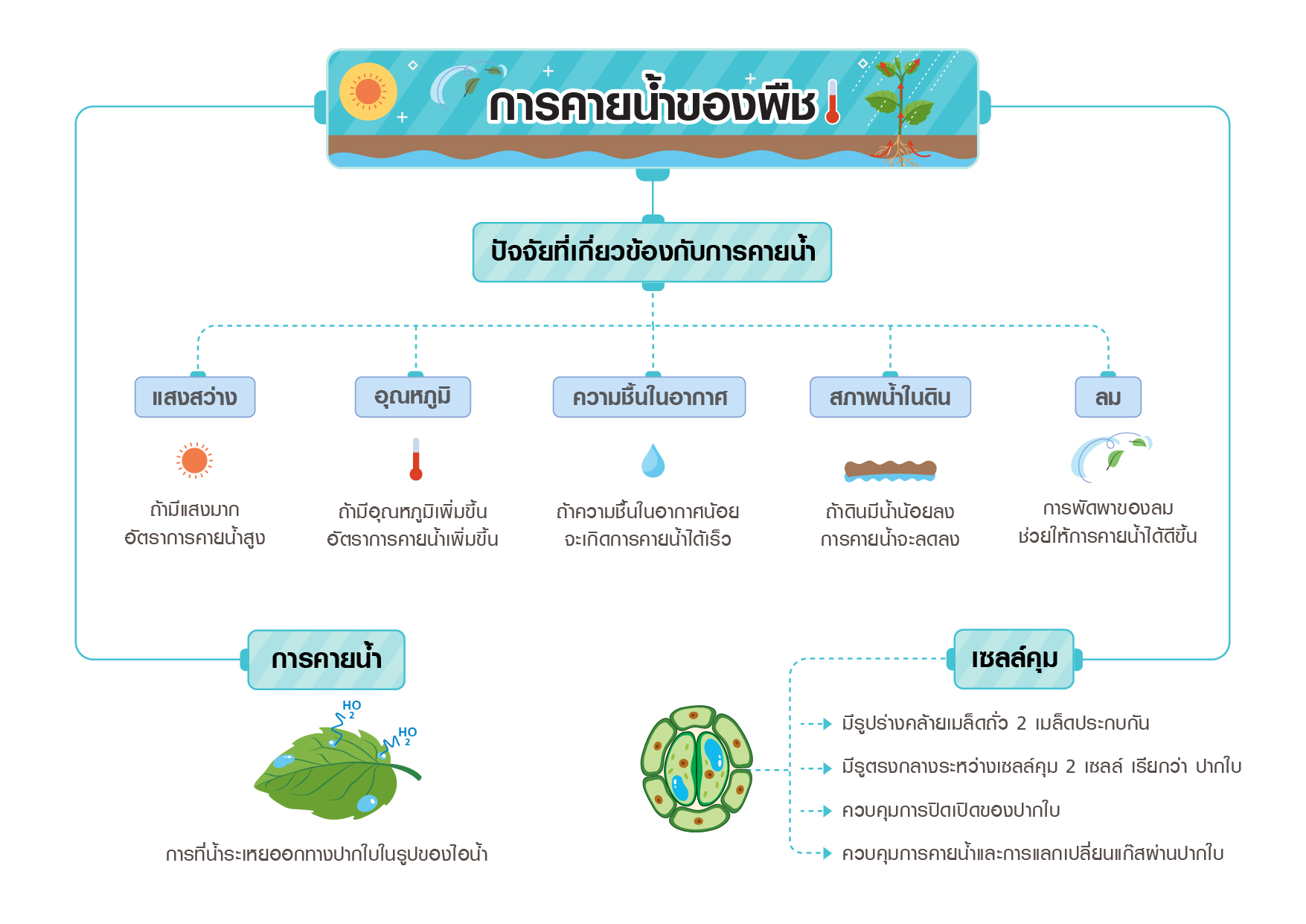 การคายน้ำของพืช | TruePlookpanya